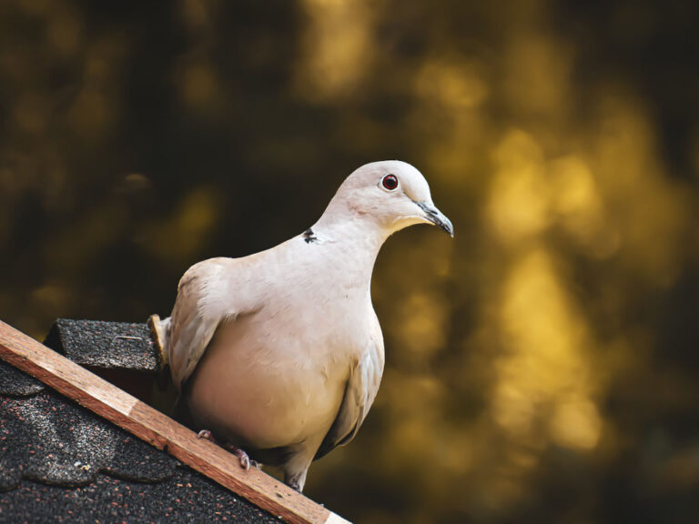 Aus der Vogelwelt: Tauben 2 – Hohl-, Turtel-, Türken- und Stadttaube ...