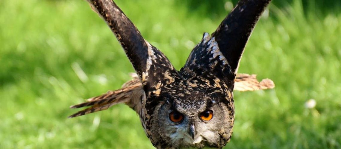 Aus der Vogelwelt: Eulen (1): Sperlingskauz, Uhu – Stadtverband Leipzig ...